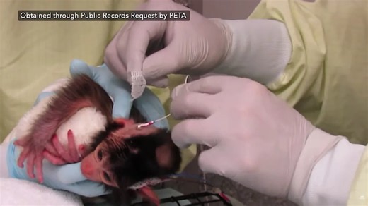 Disturbing video of infant monkeys at UW lab reignites debate over primate research