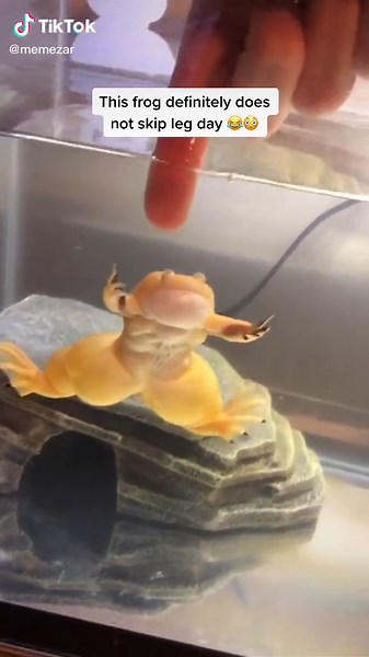 Hilarious Frog Leg Day Meme Compilation