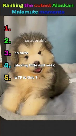 Ranking the cutest 💗 Alaskan malamute moments#funny #pets #cute #cutedog