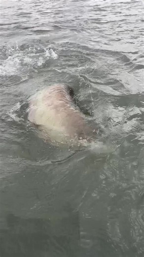 Is This the STRONGEST FISH🤯😳?! MONSTER CATFISH | Vertical fishing for catfish on the river🎣. Vertical fishing is one of the most effective ways to catch big catfish. Whether you’re fishing during the day or at night, it allows you to actively search for catfish instead of waiting for them to find your bait. It’s also one of the best ways to learn how catfish behave and how they react to your bait, helping you become a better angler with every session. The key is keeping your bait moving slowl