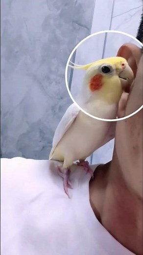 Milo’s singing is super cute and funny right into the ear! 🦜🤪 #cockatielscraze