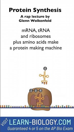Protein Synthesis Rap Explanation and Animation
