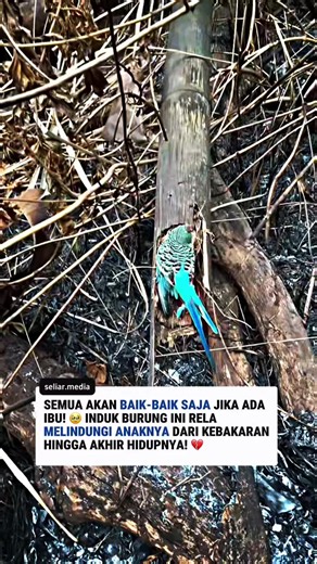 Di tengah kobaran api yang melahap sekitarnya, seekor induk burung tetap bertahan melindungi anak-anaknya. Ia menutupi lubang bambu tempat anaknya berlindung, seolah menjadikan dirinya sebagai benteng terakhir agar mereka selamat dari panasnya api. 🥺🔥 Peristiwa ini menjadi gambaran betapa kuatnya naluri seekor induk untuk melindungi anaknya. Namun, di balik kisah yang menyentuh ini, kebakaran juga menjadi pengingat bahwa kerusakan alam dapat mengancam kehidupan makhluk-makhluk kecil yang berga