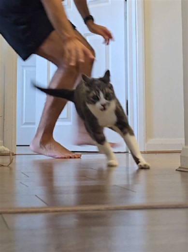Cosmo's Chase Day 69: A Hilarious Cat Chase Video