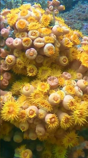 Marine Life at Los Arcos 🇲🇽 | Puerto Vallarta Dive Experience