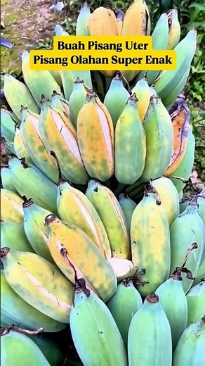 Uter Bananas‼️The King of Cheap But Super Delicious Processed Bananas‼️