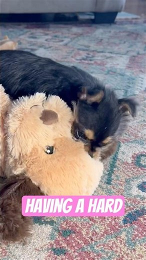 This Puppy Underestimated Her Plush Toy 😂 #puppy #funnydogs #petsfunny