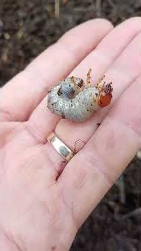 Large grub in soil. What kind is it?