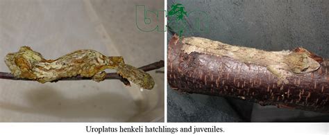 Henkels Leaf Tailed Gecko Uroplatus Henkeli Bion Terrarium Center