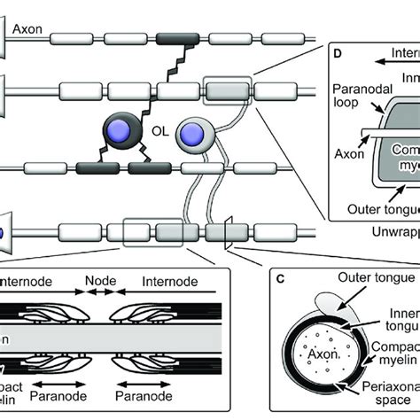 Schemes Showing Structures Of Oligodendrocytes Ol And Their Myelin