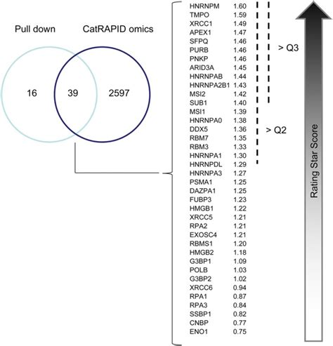 The Cis Acting Replication Element Of The Hepatitis C Virus Genome