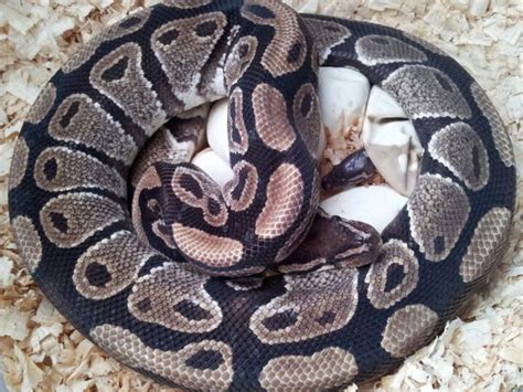maternal incubation articles world of ball pythons