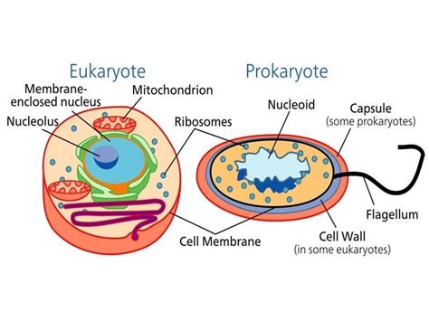 The Cell Prokaryotic And Eukaryotic Cells Guillermotull