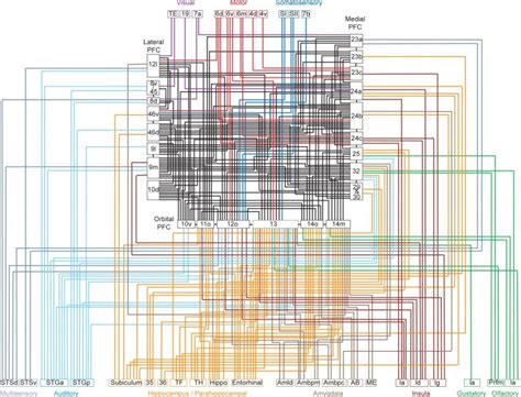 Optics Meets Genetics To Unravel The Brain The Case Of Sex And