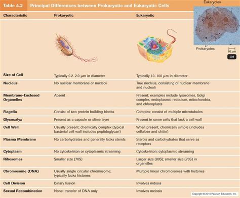 Principal Differences Between Prokaryotic And Eukaryotic Cells