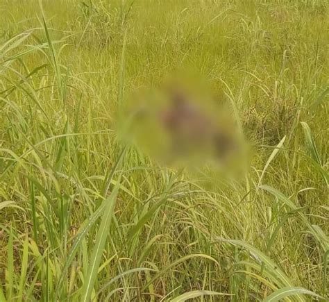 Corpo De Homem Em Estado De Decomposição é Encontrado Em Matagal No Sul
