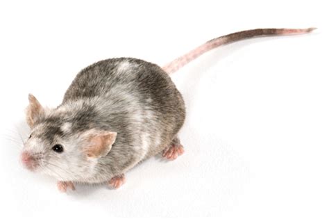 Autism Spectrum Disorder Mouse Model Charles River