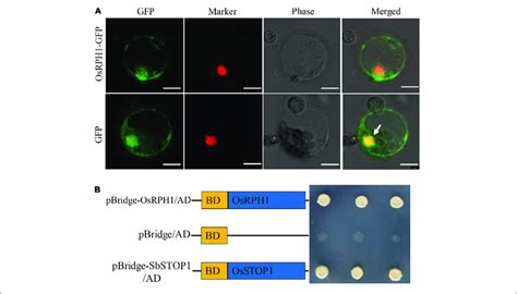 Subcellular Localization And Transcriptional Activity Of Osrph1 A