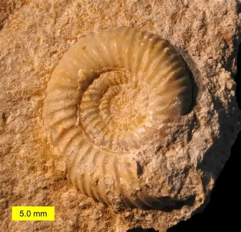 The Most Common Types Of Fossils — Finding Ancient Life Reserved In Rock