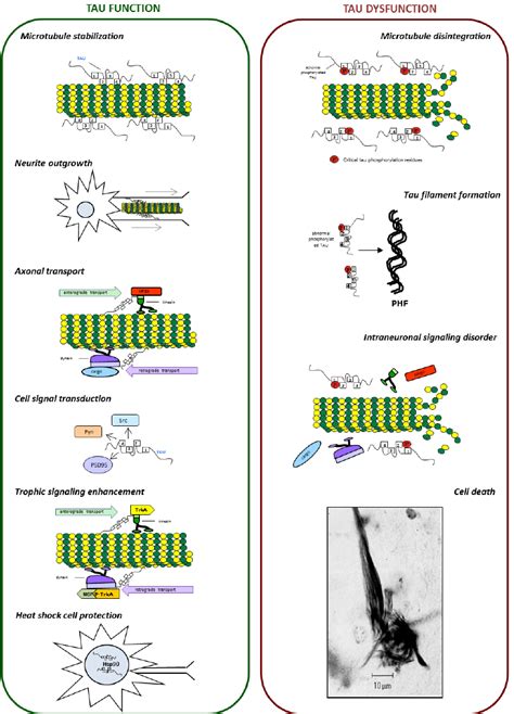 Tau Is A Multi Functional Protein As A Microtubule Associated Protein