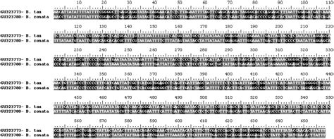 molecular identification and phylogeny of bactrocera species diptera