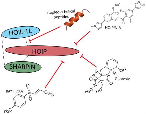 Targeting The Linear Ubiquitin Assembly Complex To Modulate The Host