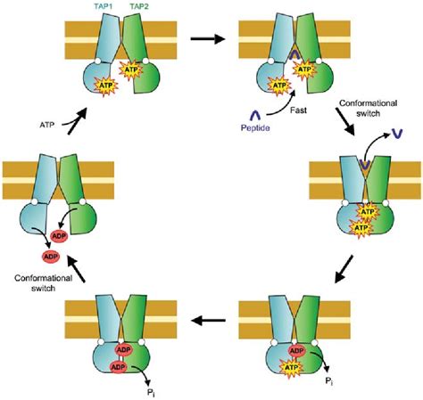 Figure 1 From The Peptide Loading Complex Antigen Translocation And