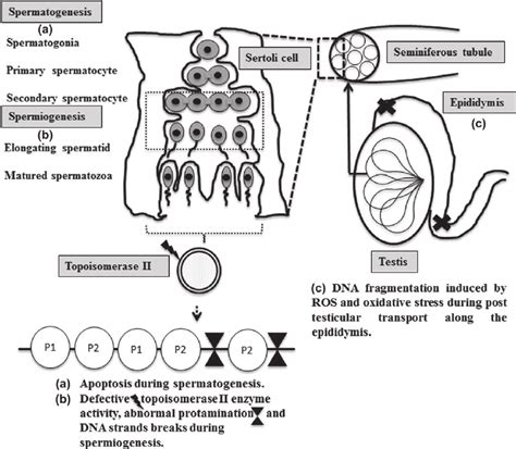 Schematic Image Of Three Major Models Of Dna Fragmentation Occurring