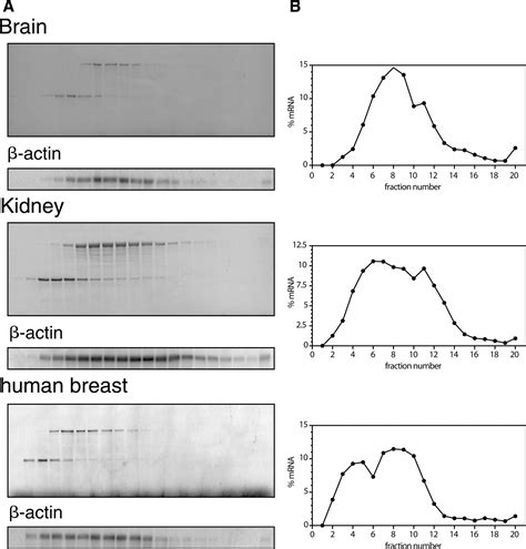 Isolation Of Polysome Bound Mrna From Solid Tissues Amenable For Rt Pcr