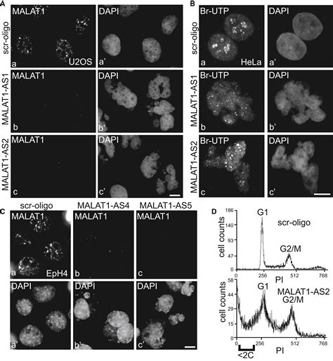 The Nuclear Retained Noncoding Rna Malat1 Regulates Alternative