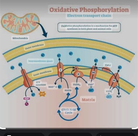 How Does The Mitochondria Generate Atp