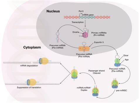 Rna Interference Rnai A Process Of Gene Silencing