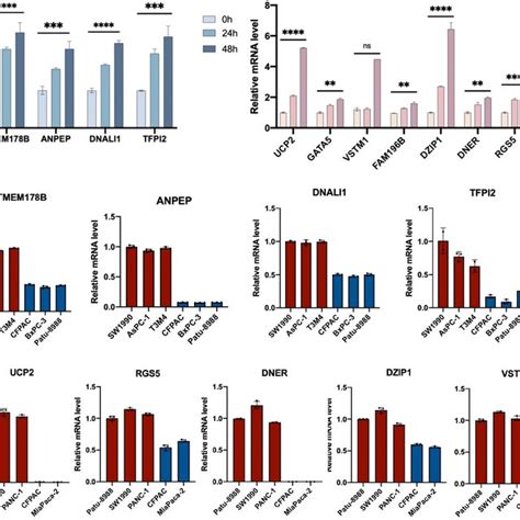 Validation Of Degs In Pdac Cell Lines By Qrt Pcr A Temporal Gradient
