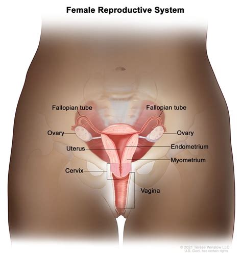 Ovarian Epithelial Fallopian Tube And Primary Peritoneal Cancer