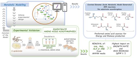 Metabolites Free Full Text Genome Scale Metabolic Modelling