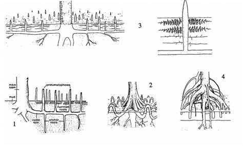 Typical Root Systems Of Avicennia 1 Bruguiera 2 Sonneratia 3