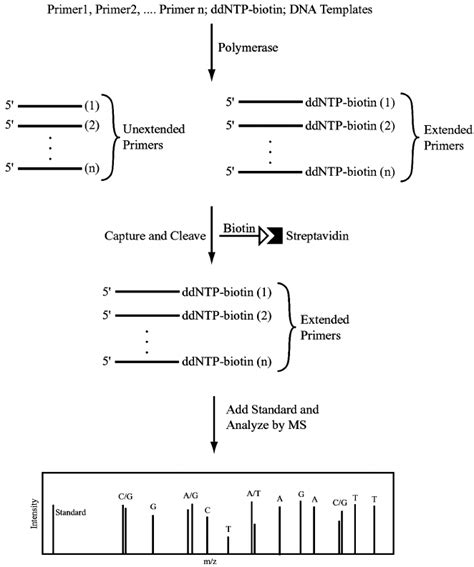 Scheme Of Single Base Extension For Multiplex Snp Analysis Using
