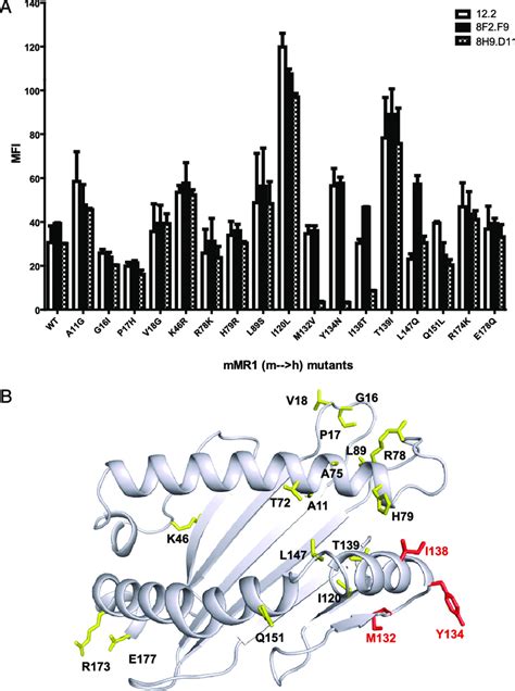 Epitope Mapping Revealed That The Enhancing Mab Recognizes A Putative