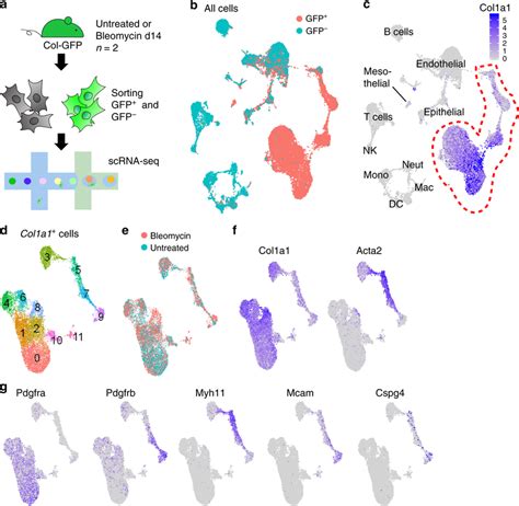 Scrna Seq Of Murine Lung Cells In Normal And Fibrotic Lungs A Schematic