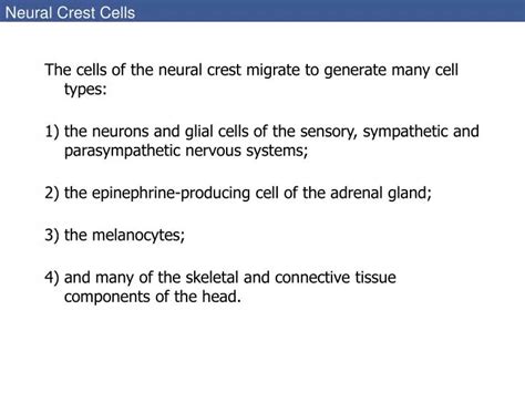 Ppt Neural Crest Cells Powerpoint Presentation Free Download Id