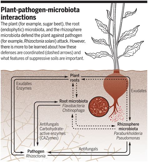 A Layered Defense Against Plant Pathogens Science