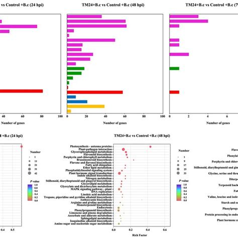 Kegg Pathway Classification And Function Enrichment Of The