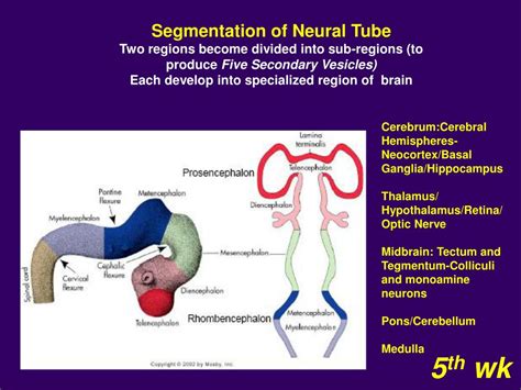 Ppt Development Of The Nervous System Powerpoint Presentation Free