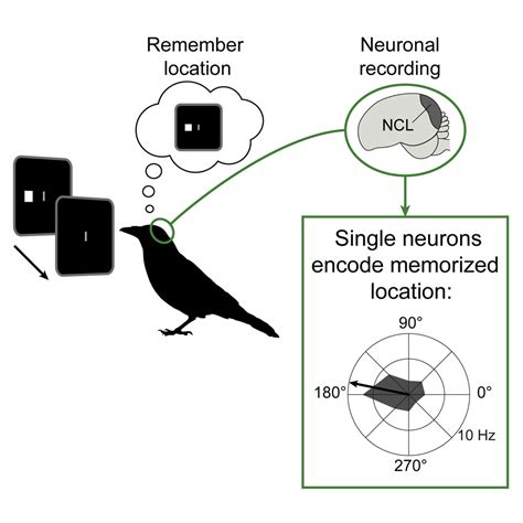 Neuronal Correlates Of Spatial Working Memory In The Endbrain Of Crows