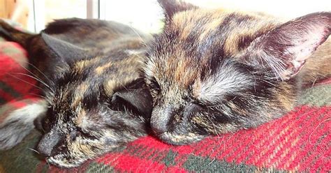 I Live 7000km Away From Home My Mum Sends Me Pictures Of Our Cats With