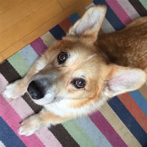 Love Listening Be Love Hamby Threecorgis Corgi Three Corgis