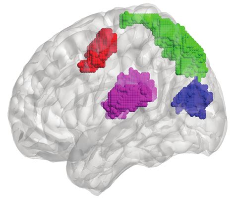 Spatial Location Of Four Modules The Anterior Cingulate Ac Red
