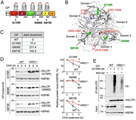 Ufmylation Of Hrd1 Regulates Endoplasmic Reticulum 53 Off