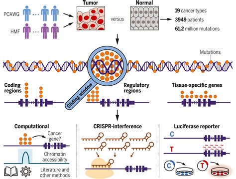 Science Magazine On Twitter A Genome Wide Analysis Identifies Cancer