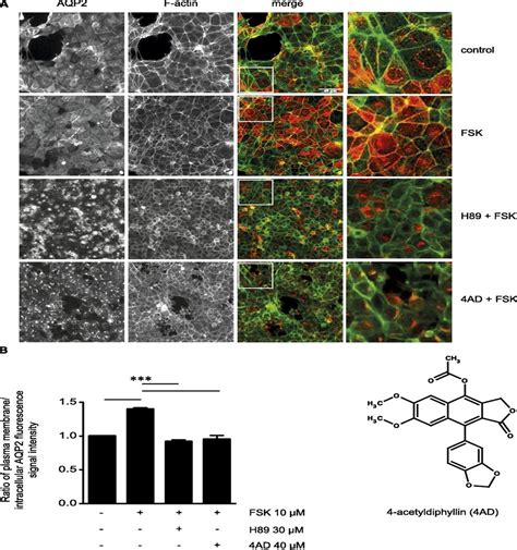 Small Molecule Screening Identifies Modulators Of Aquaporin
